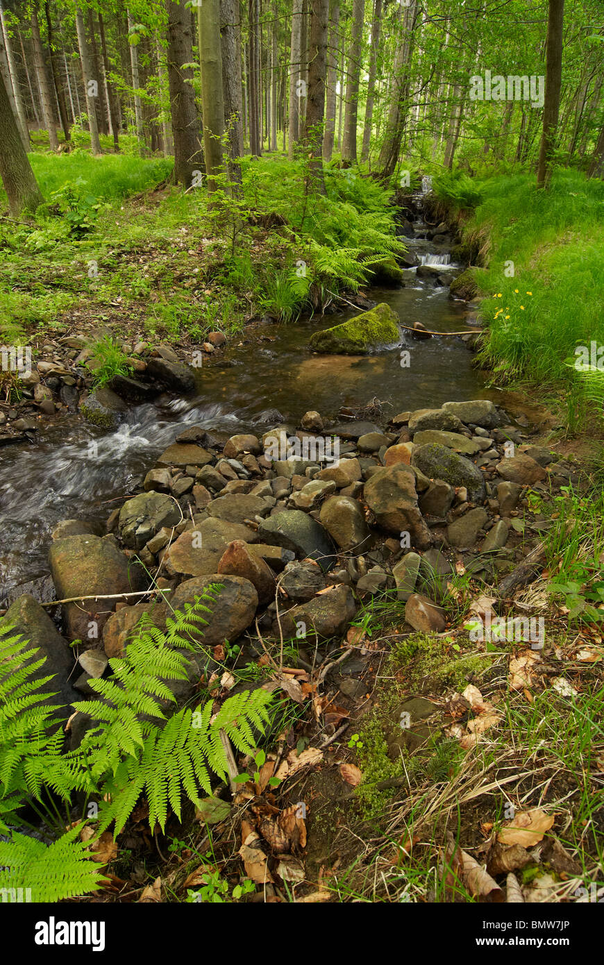 Stream flowing through forest Stock Photo - Alamy Stream flowing through forest Stock Photo - Alamy