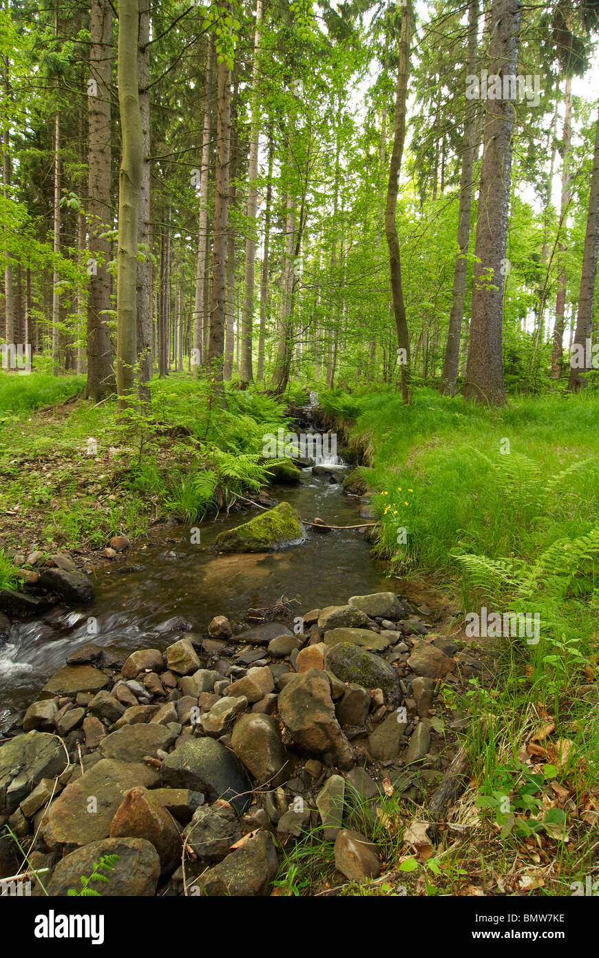 Stream flowing through forest Stock Photo - Alamy