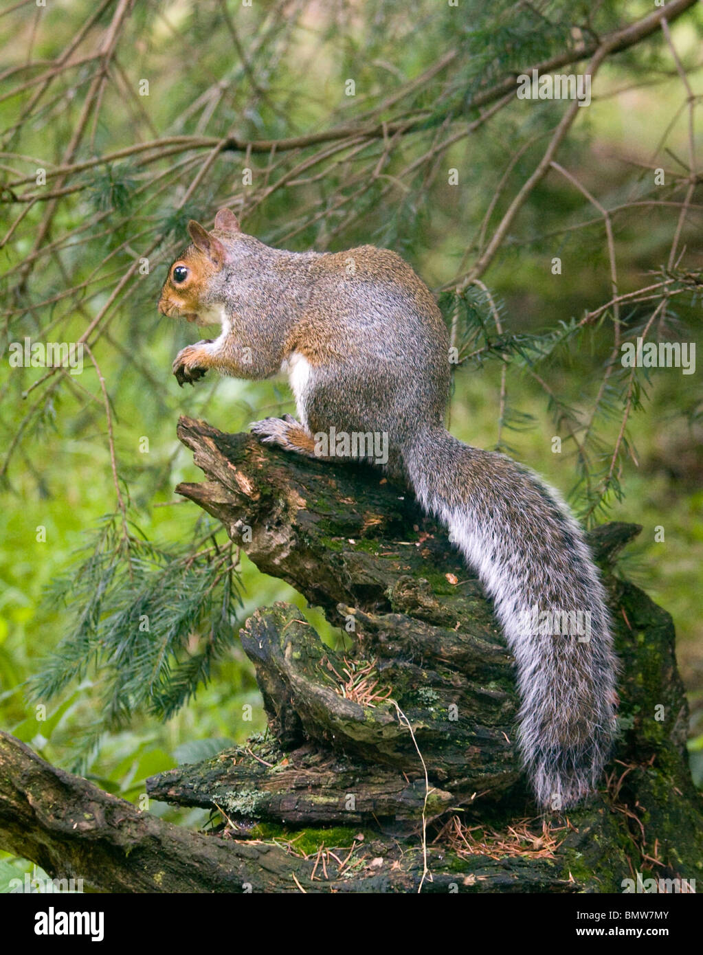 American grey squirrel Stock Photo - Alamy
