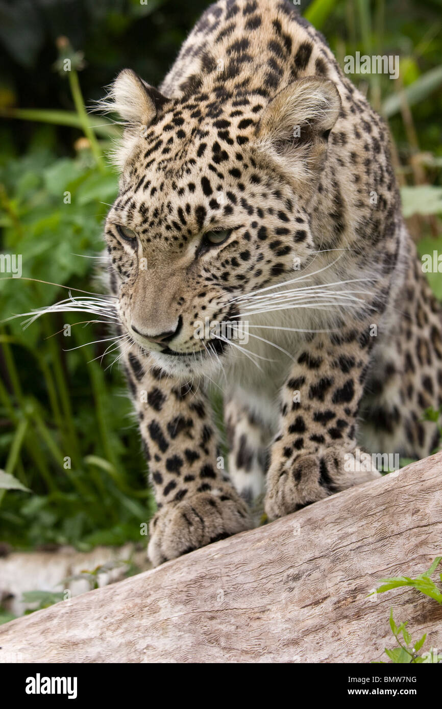 Manchurian leopard hi-res stock photography and images - Alamy