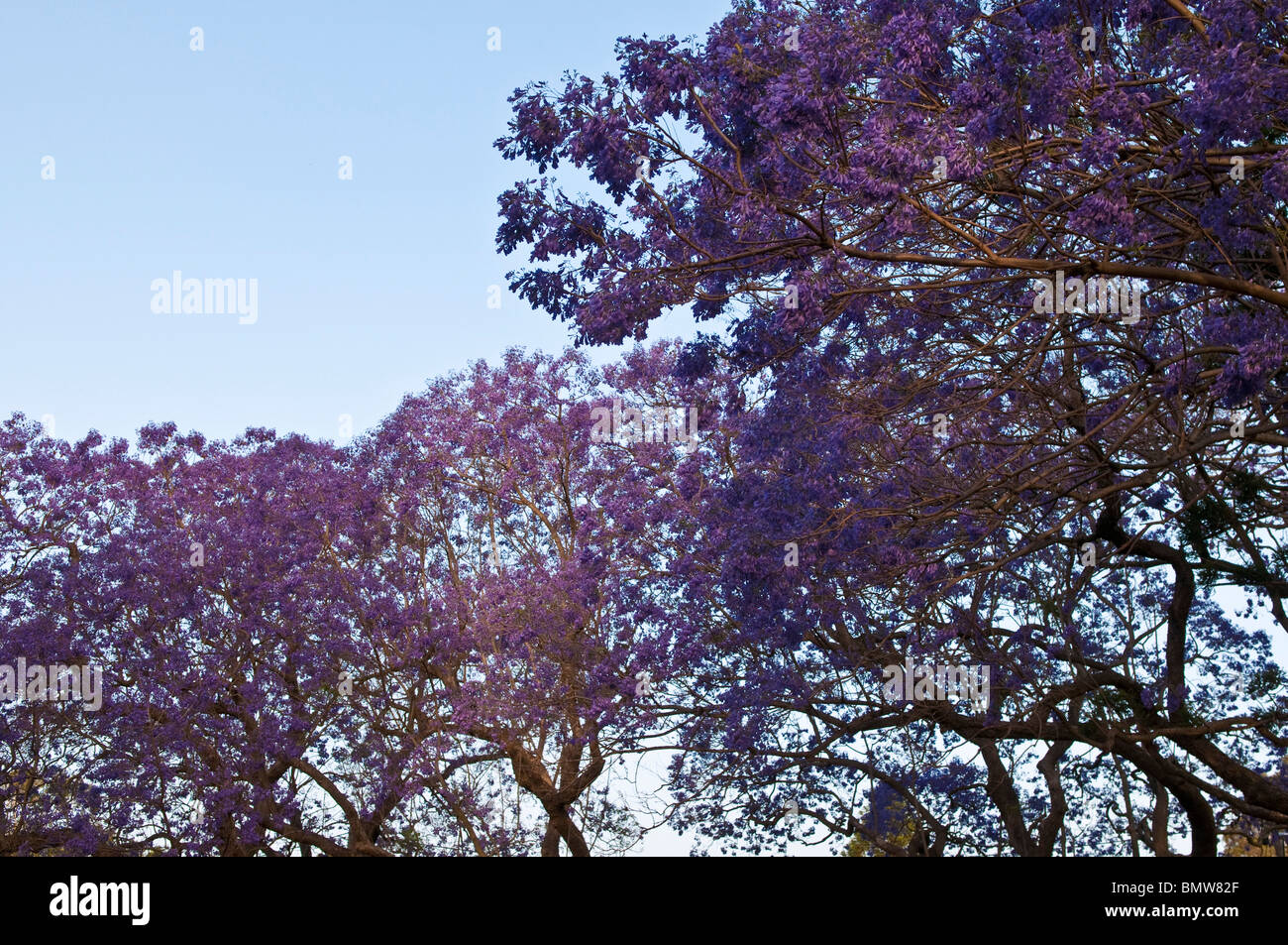 Jacaranda trees park hi-res stock photography and images - Alamy