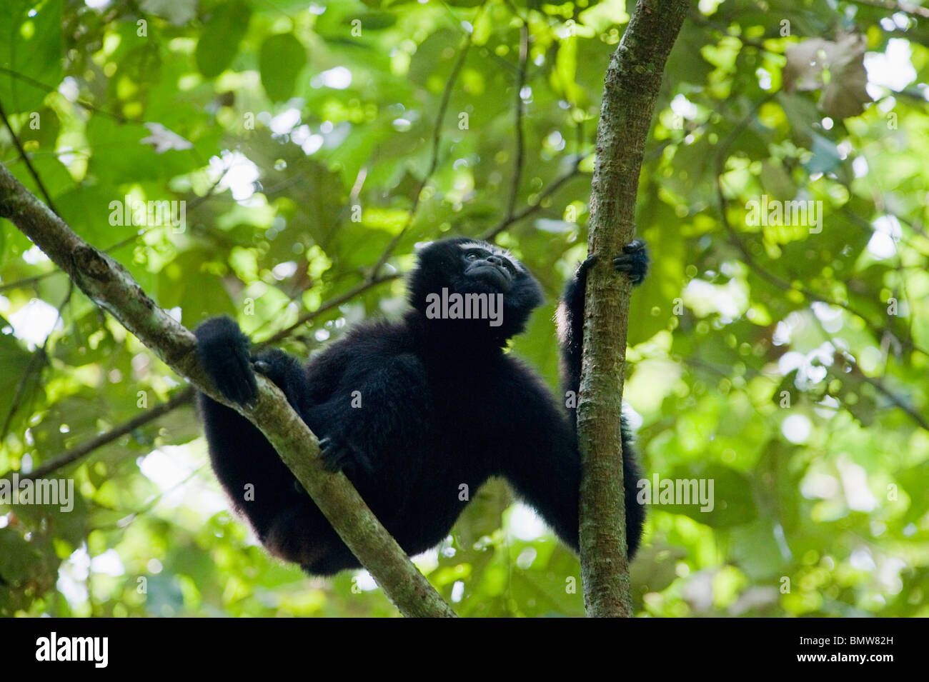 Western Hoolock Gibbons (Hoolock hoolock) Gibbon Wildlife Sanctuary ...