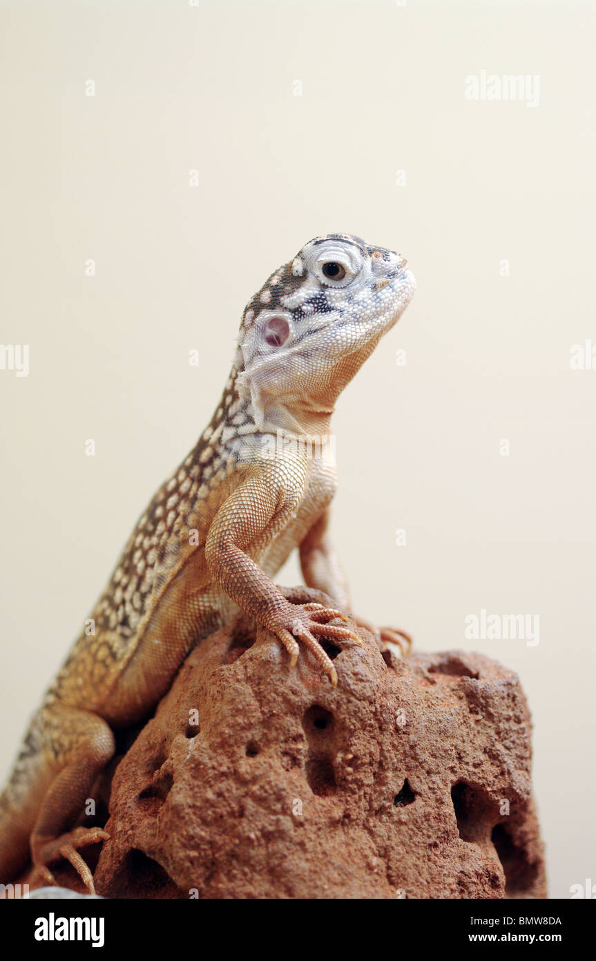 central netted dragon Stock Photo - Alamy