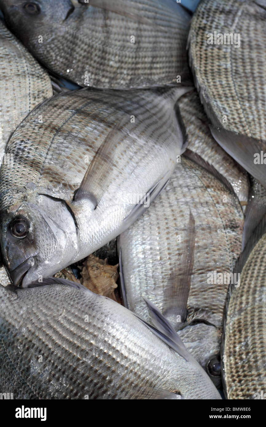 Diplodus Sargus white seabream bream blacktail mediterranean fish Stock ...
