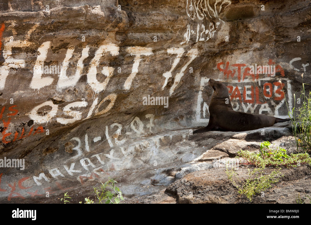 Graffiti on rocks at Tagus Cove and a Sea Lion on Isabela Island in the ...