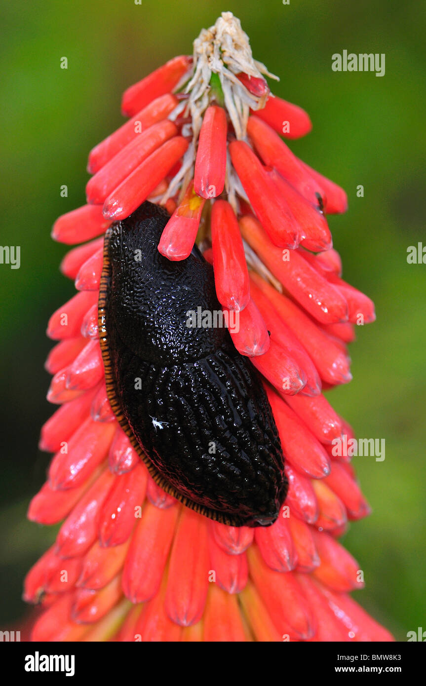 Slug eating flower hi-res stock photography and images - Alamy