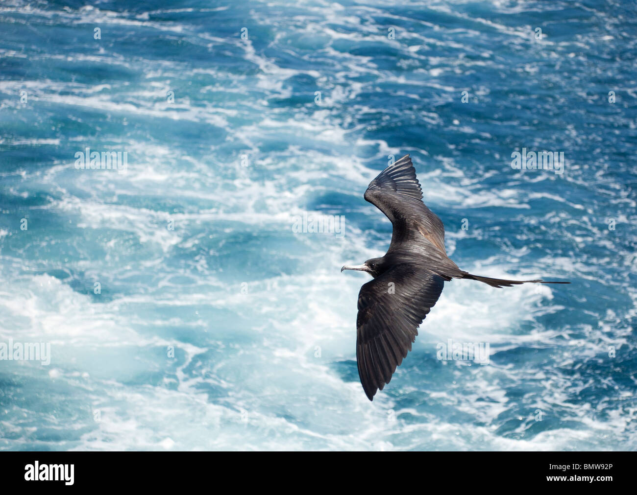 Male frigatebird hi-res stock photography and images - Alamy