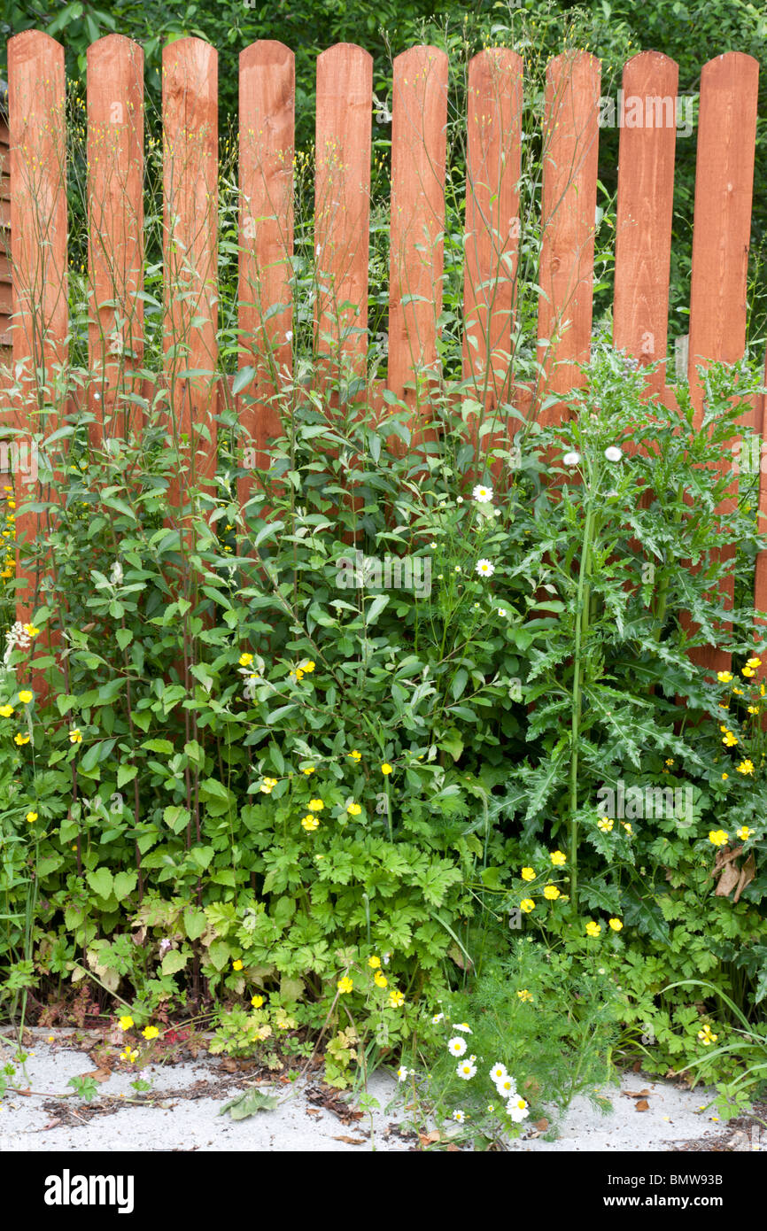 Untidy Back garden, Ireland Stock Photo - Alamy