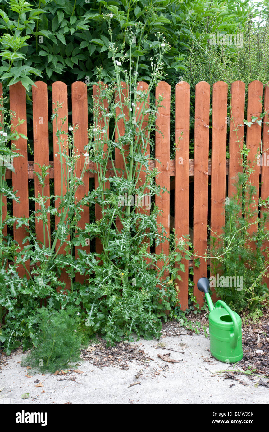 Untidy Back garden, Ireland Stock Photo - Alamy