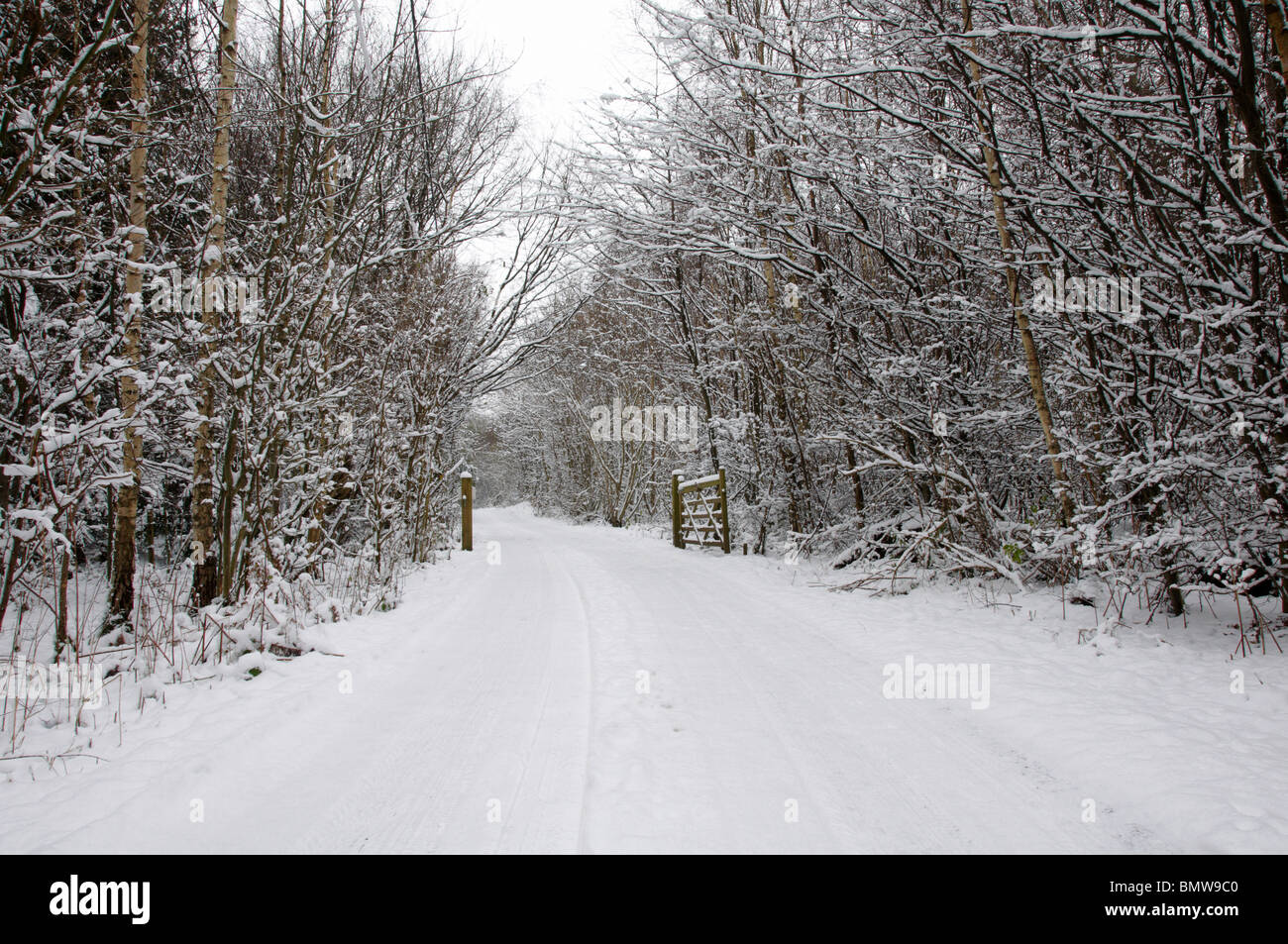 A footpath covered in snow with trees in the background Stock Photo - Alamy