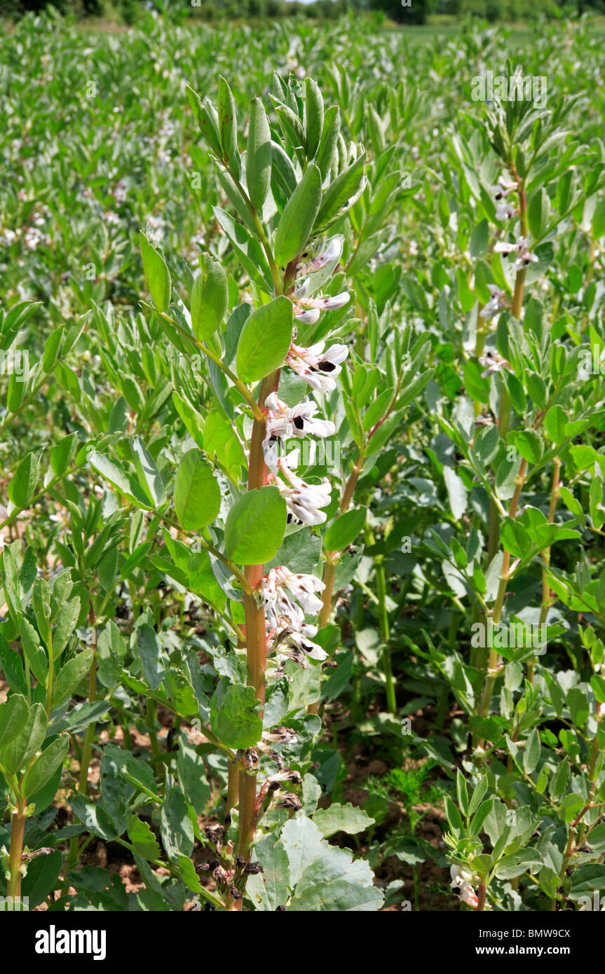 Detail of a single broad bean stem in flower being grown as a crop in ...