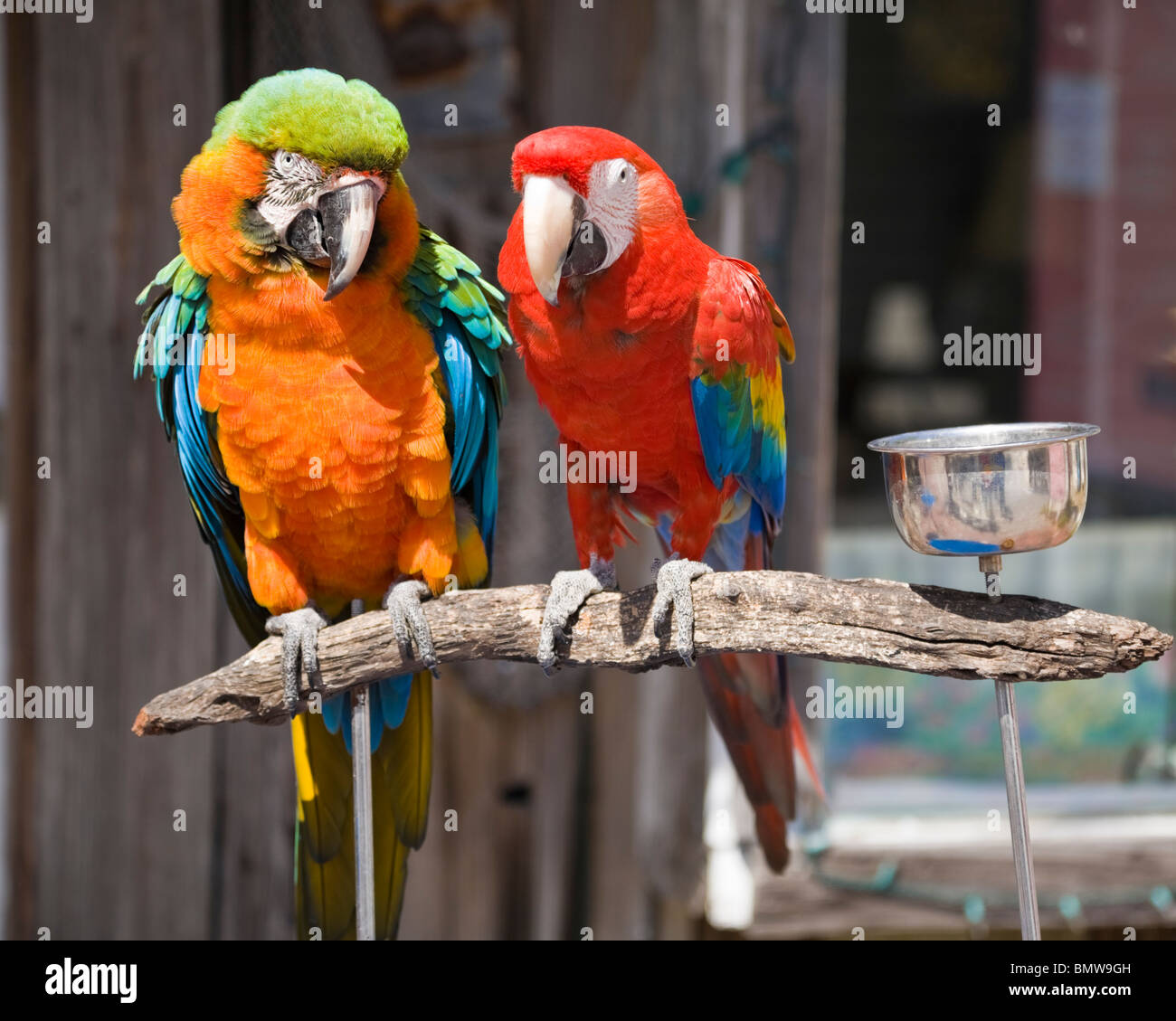 Scarlet macaw pair hi-res stock photography and images - Alamy