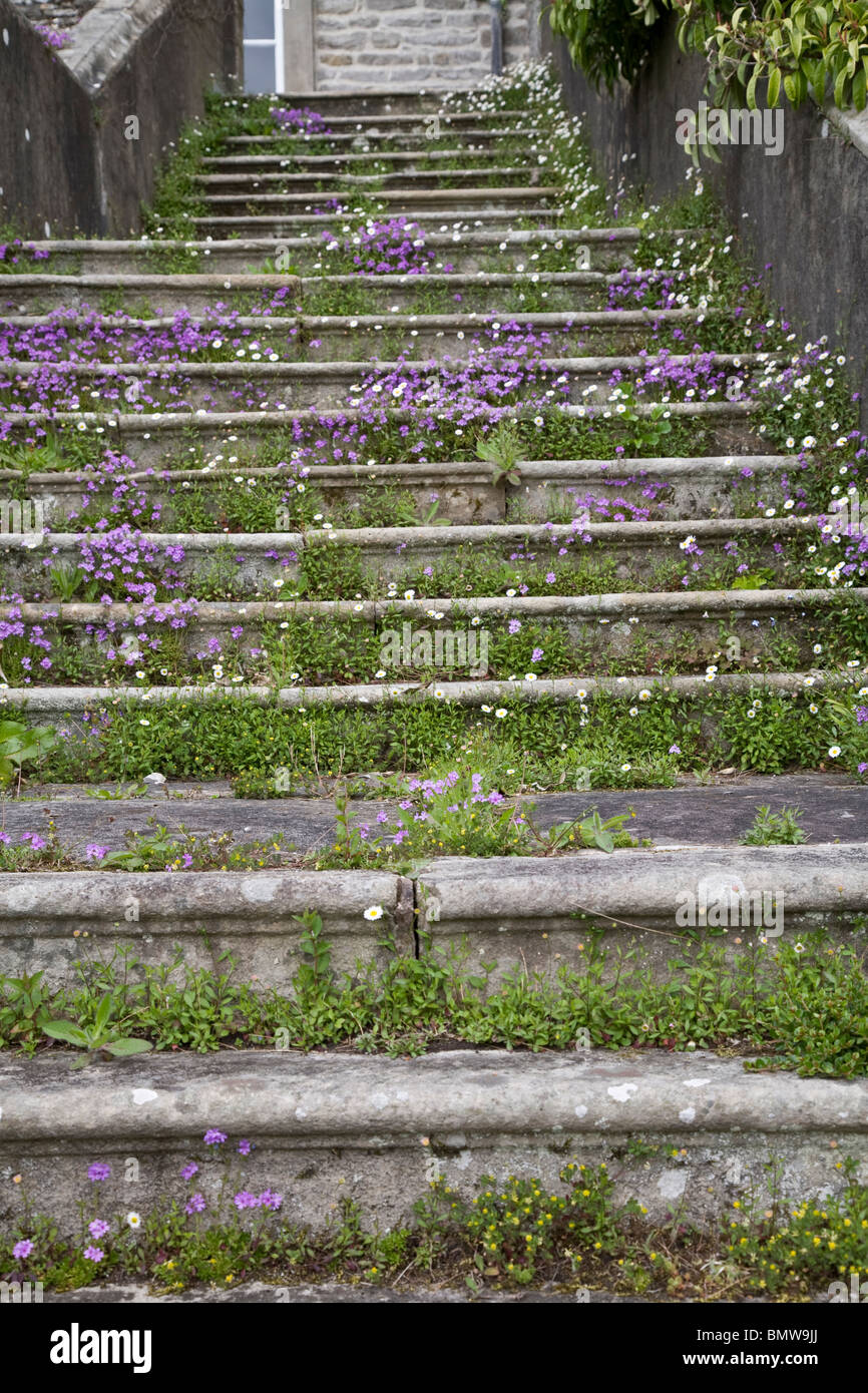 Stone steps with spring flowers Stock Photo - Alamy