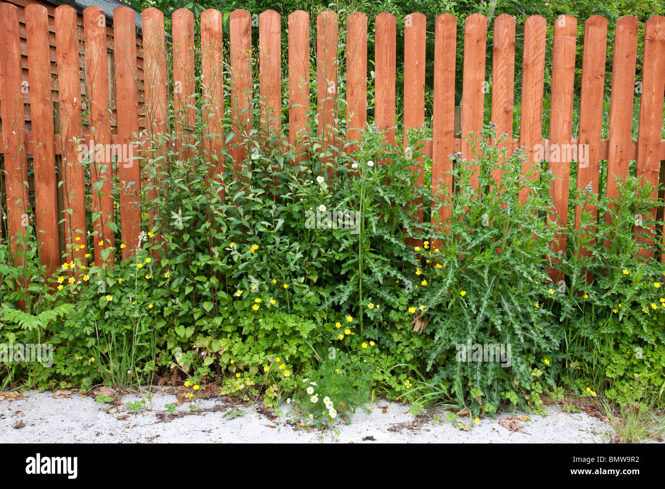 Untidy garden backyard hi-res stock photography and images - Alamy