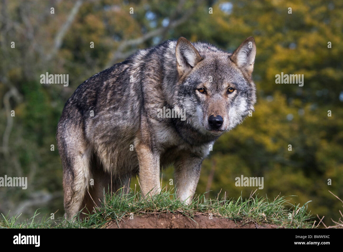 European grey wolf canis lupus Stock Photo - Alamy