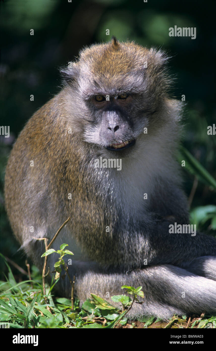 Crabeating macaque (Macaca fascicularis) near sacred Hindu temple ...