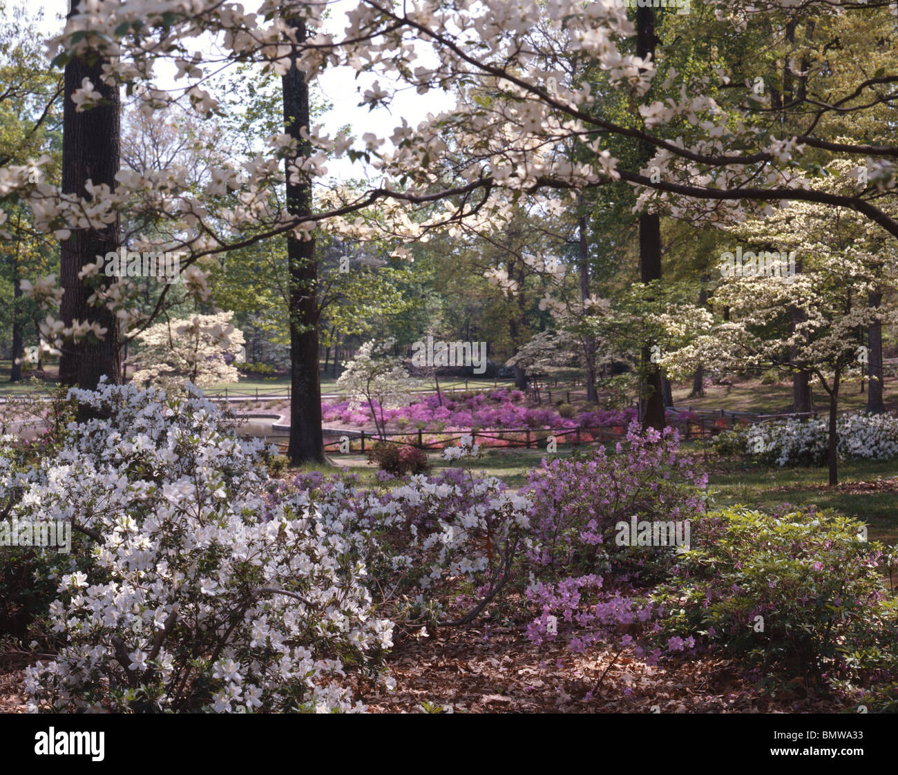 Spring Blooming Trees and Shrubs,VA Stock Photo - Alamy