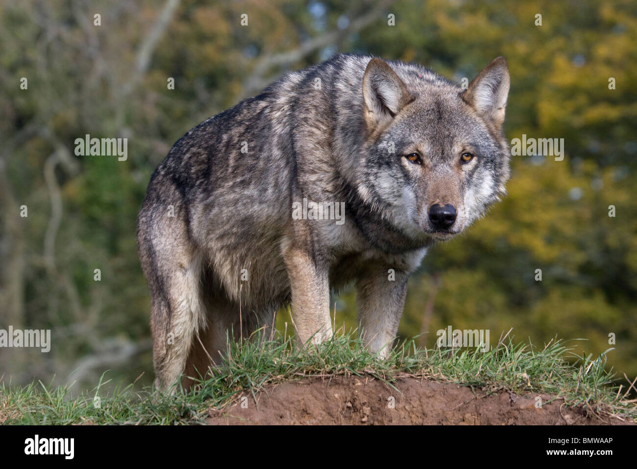 European grey wolf canis lupus Stock Photo - Alamy