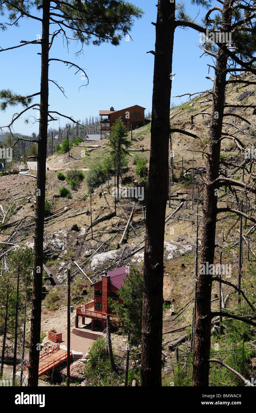 Trees effected by the Aspen Fire of 2003 litter Summerhaven on Mount ...