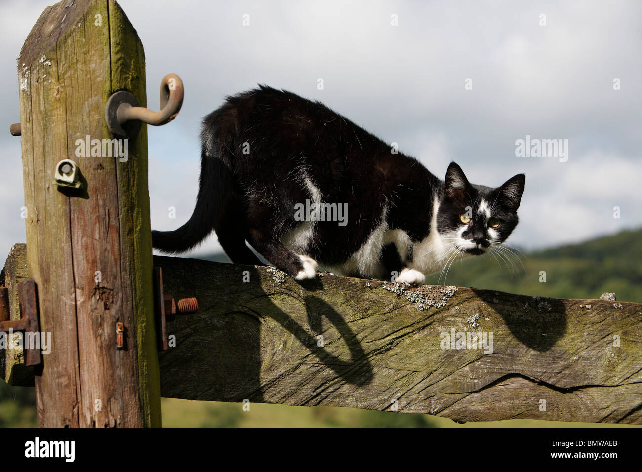 domestic cat, house cat, European Shorthair (Felis silvestris f. catus ...