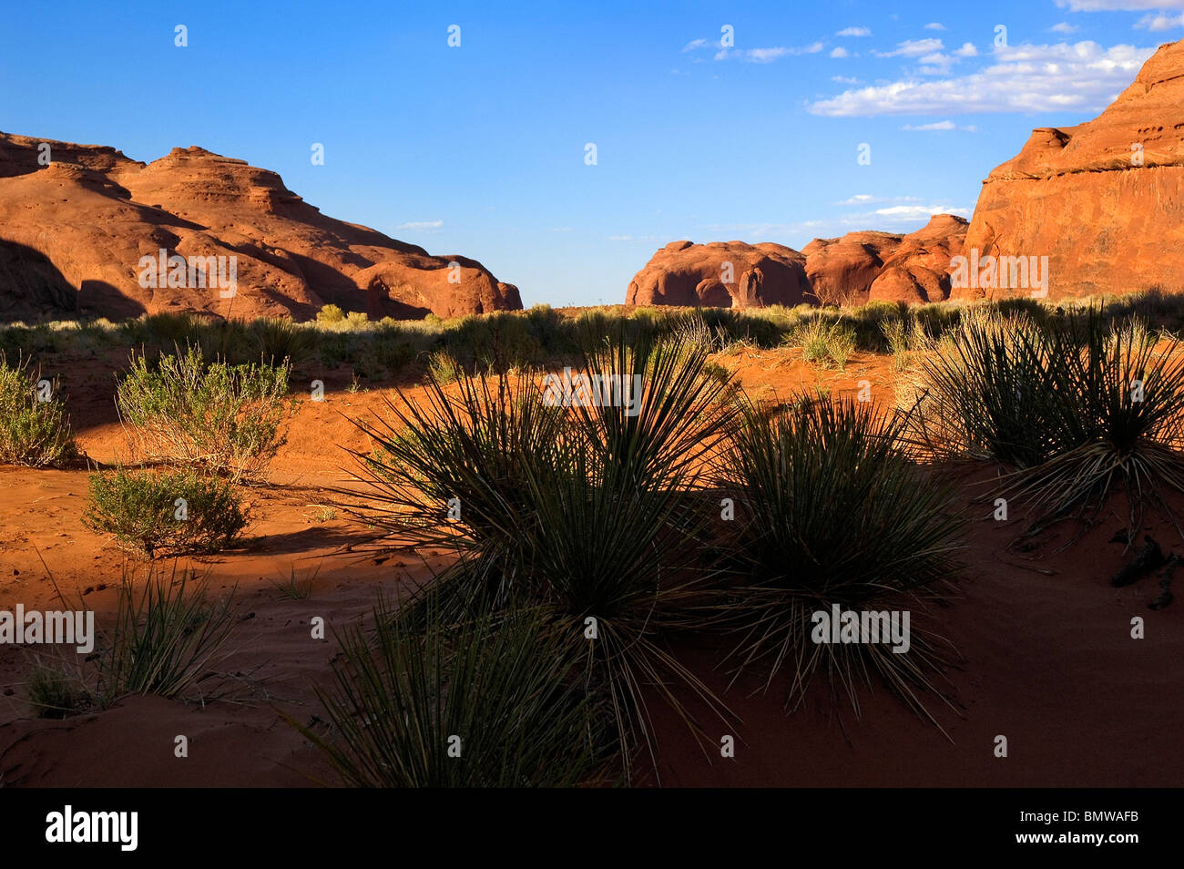 Different vegetation hi-res stock photography and images - Alamy