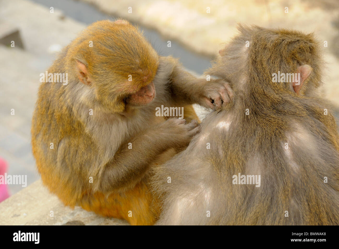 wild monkeys grooming each other, pashupatinath temple, holy bagmati ...