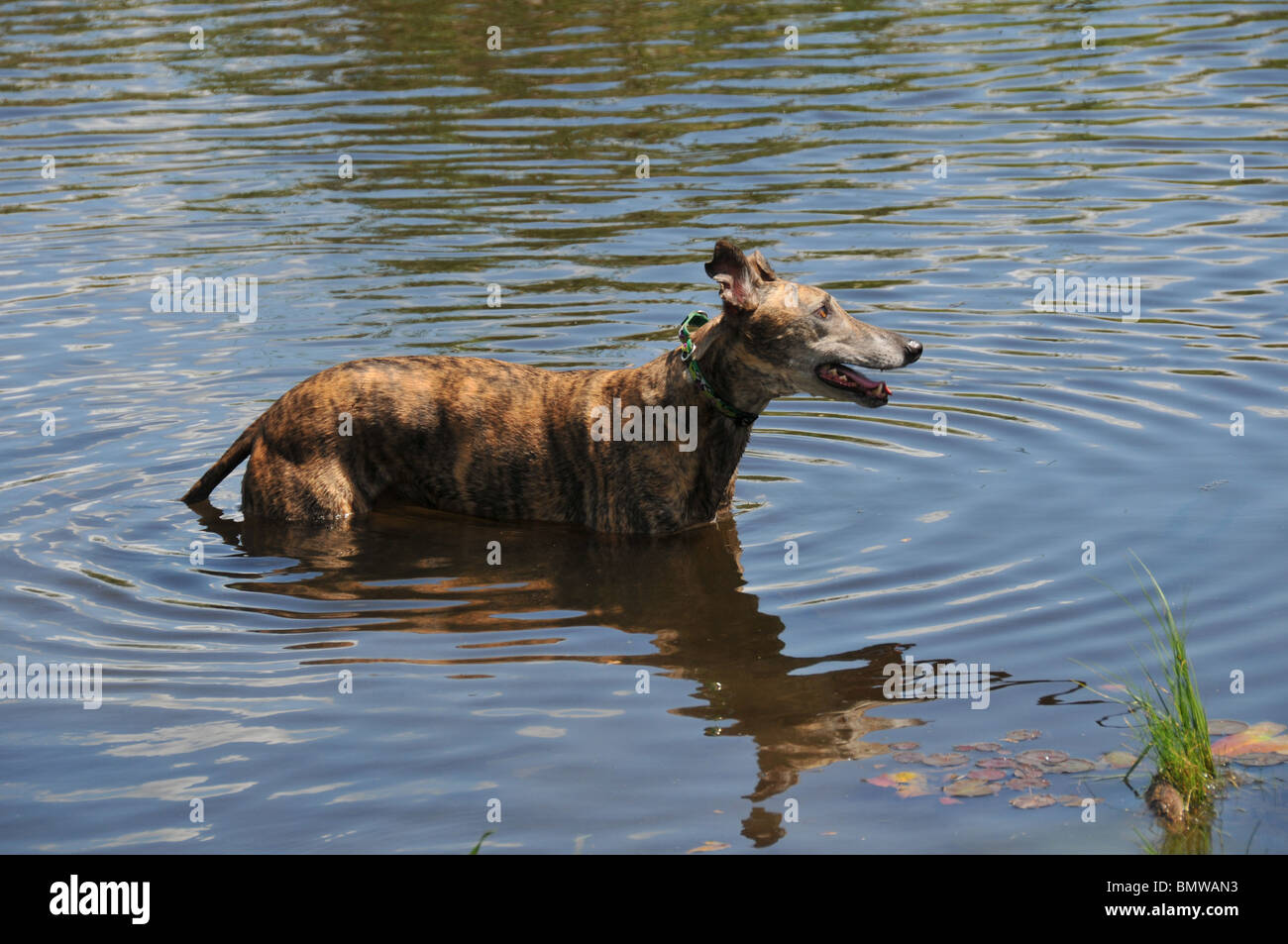 Brindle greyhound cooling off in pond Stock Photo - Alamy