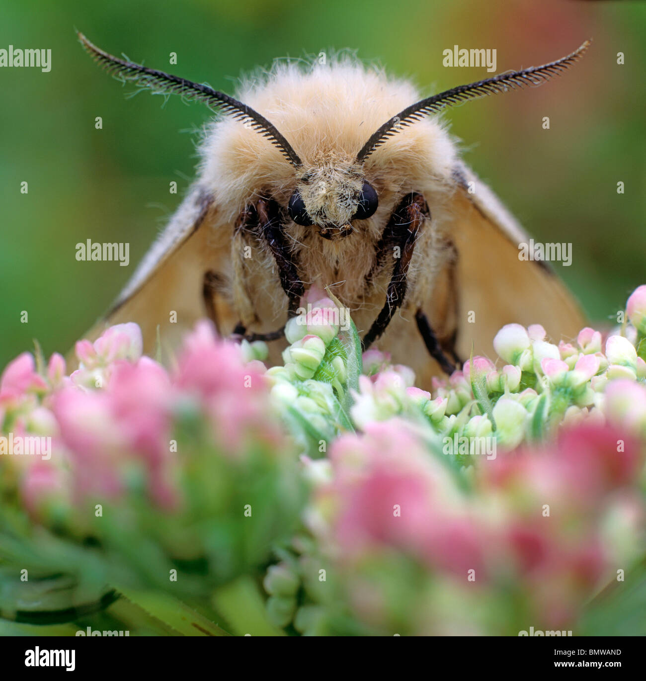 Gypsy Moth (Lymantria dispar), butterfly on pink flowers Stock Photo ...