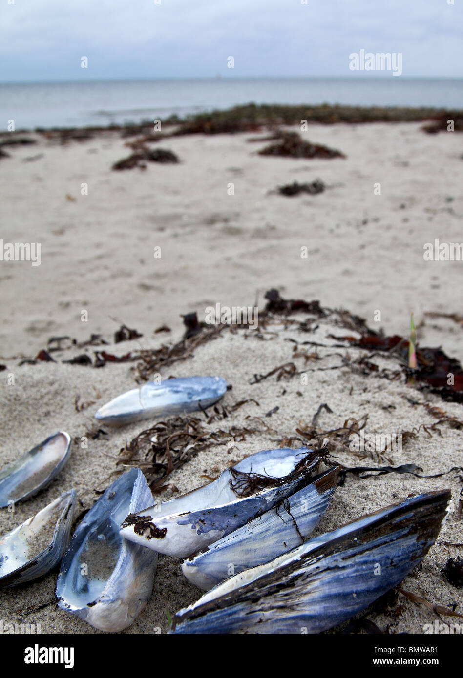 Bivale mollusc hi-res stock photography and images - Alamy