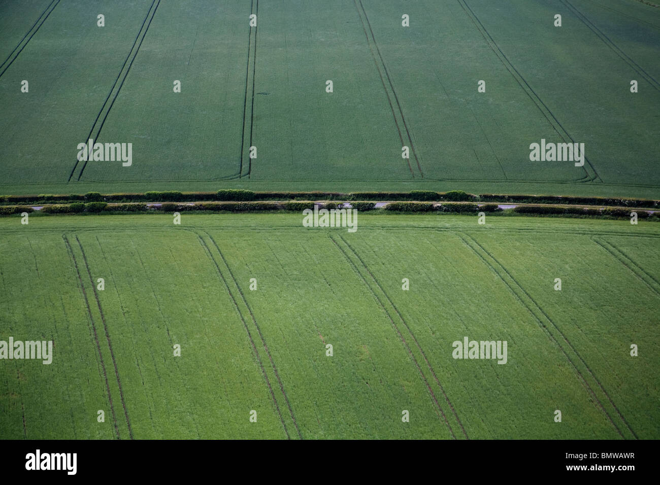 Two agricultural fields divided by a road and hedge, North Berwick ...
