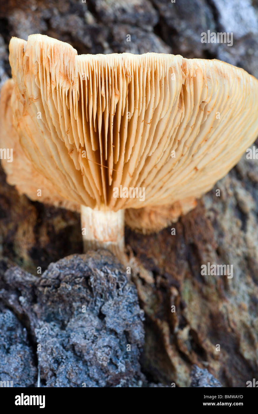 close up study of the gills on a wild mushroom or toadstool Stock Photo ...