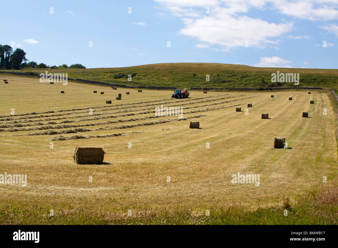 Blue Farm tractor and hay baler collecting hay on windrows, Farming in ...
