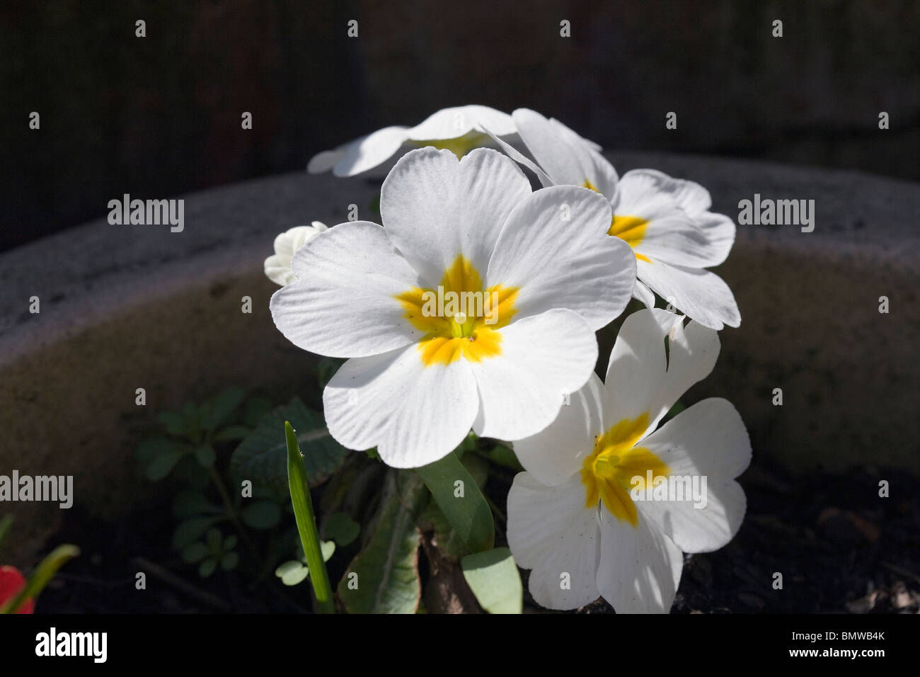 White Primroses in a Cheshire Garden England Stock Photo - Alamy