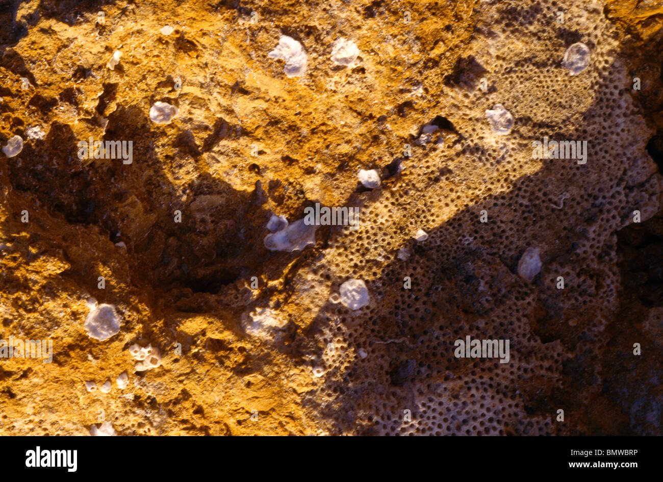 Caribbean - Coral Rock Stock Photo - Alamy