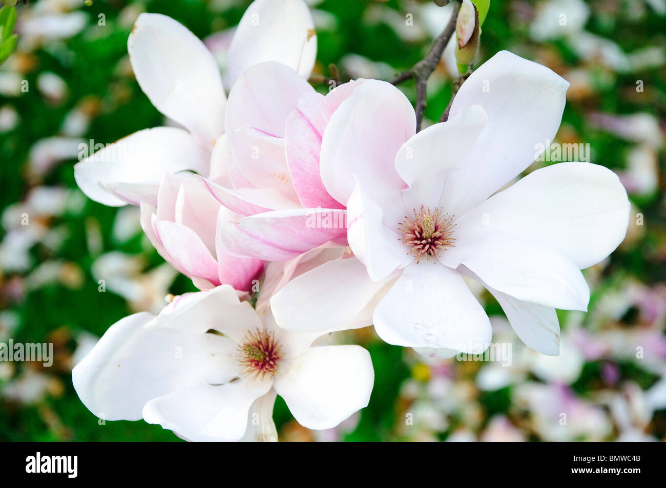 Inside magnolia hi-res stock photography and images - Alamy