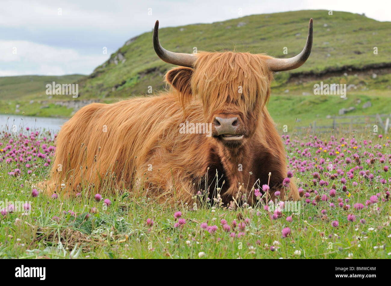 Highland cow heilan coo lewis hi-res stock photography and images - Alamy