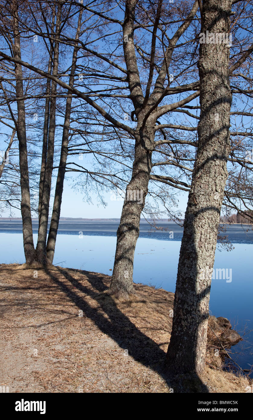 Trees on waterfront at early Spring , Finland Stock Photo - Alamy