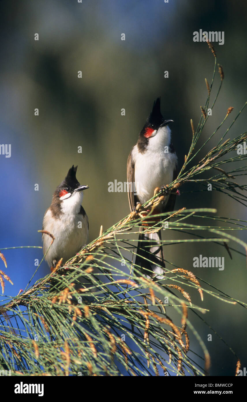 Couple of Red-whiskered Bubul birds (Pycnonotus jocosus). Mauritius ...
