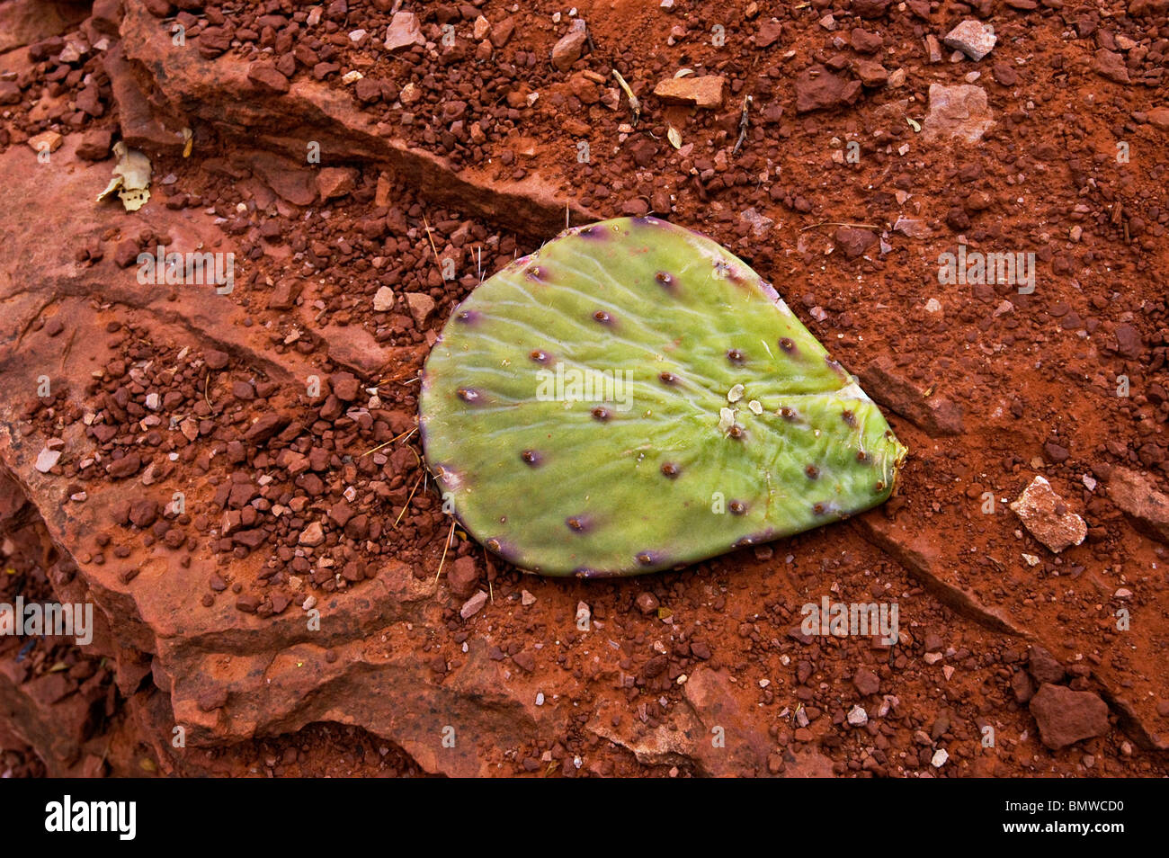 prickly pear cactus pad on ground at Slide Rock State Park, Oak Creek ...