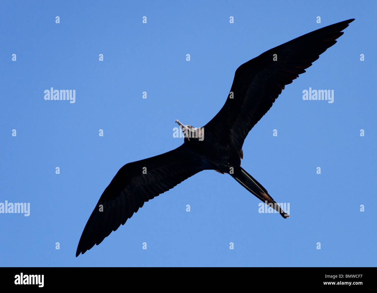 A juvenile male Frigatebird in flight over the sea in the Galapagos ...