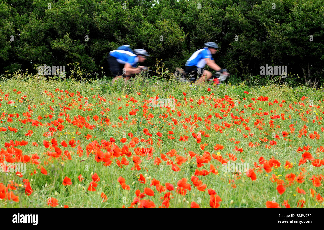 Cyclists pass by a poppy field just north of Brighton East Sussex UK ...