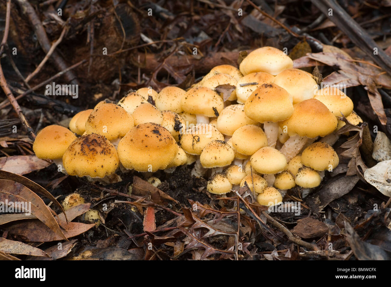 A group of Austroboletus occidentalis fungi growing in the Aussie bush ...