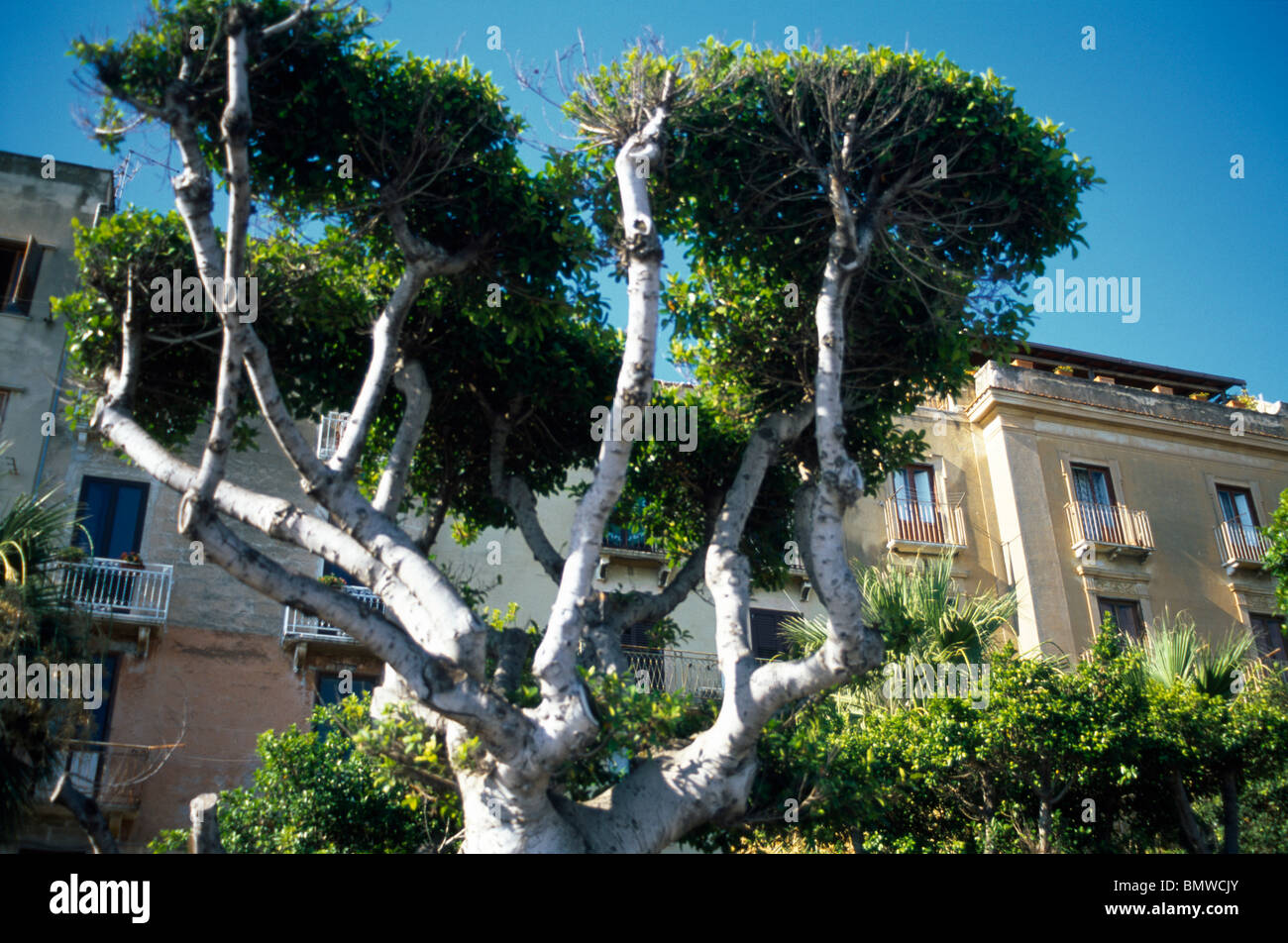 Trapani Sicily Italy Tree In Front Of Houses Stock Photo - Alamy