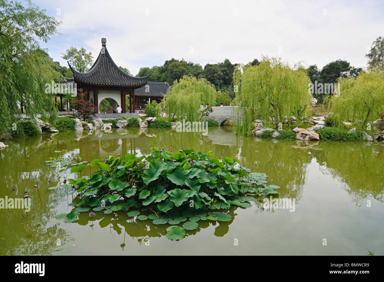 Chinese pagoda tree hi-res stock photography and images - Alamy
