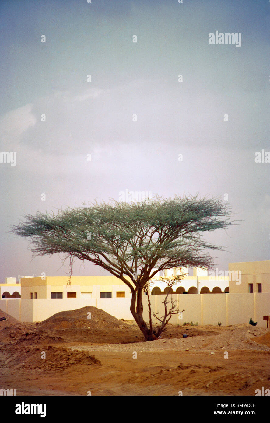 Abu Dhabi UAE Al Ain Tree By Newly Built Houses Stock Photo - Alamy