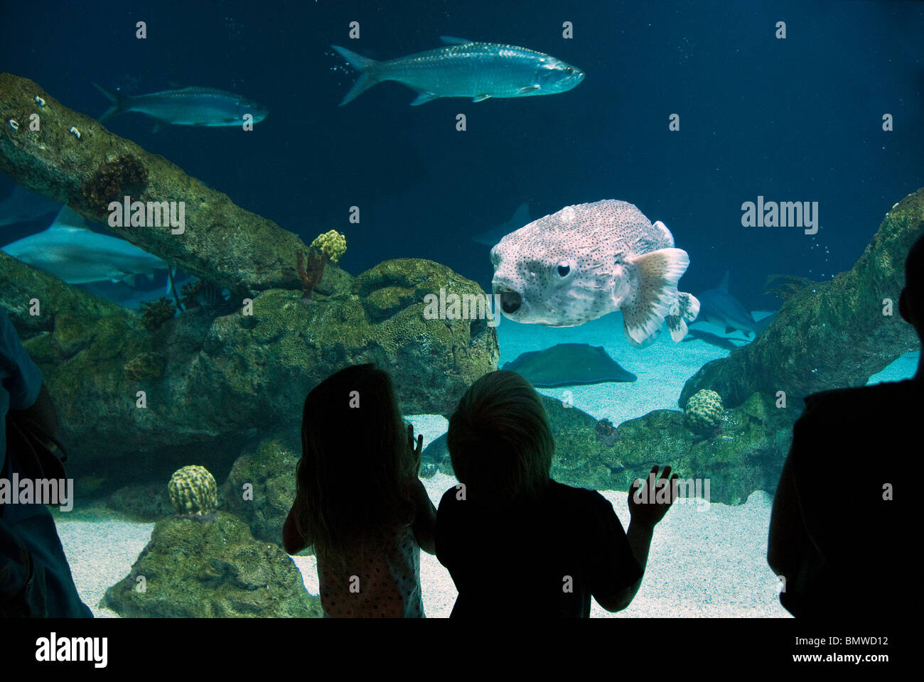 Giant Porcupinefish Diodon hystrix Albuquerque Aquarium Albuquerque New ...