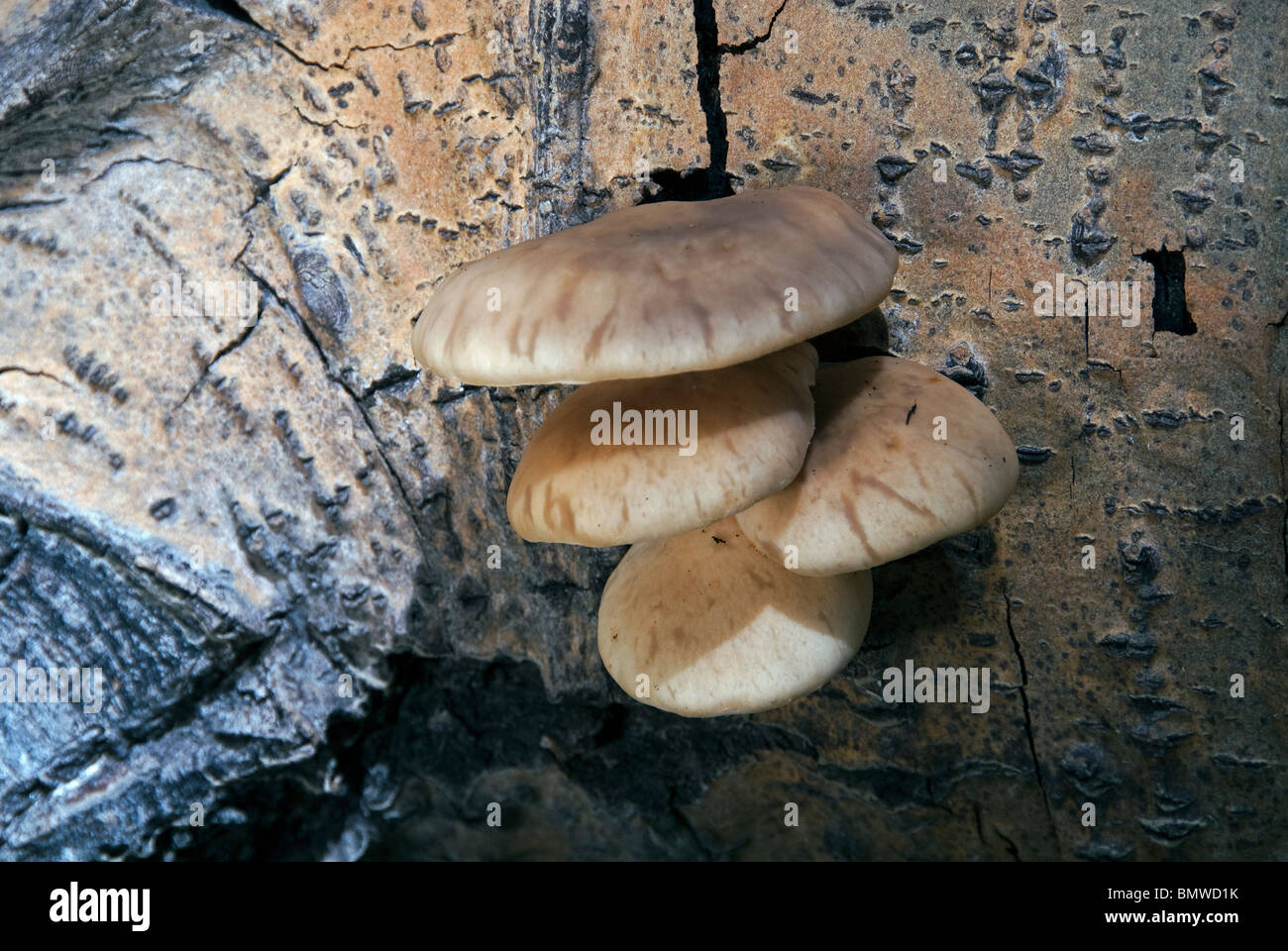 Aspen oyster hi-res stock photography and images - Alamy
