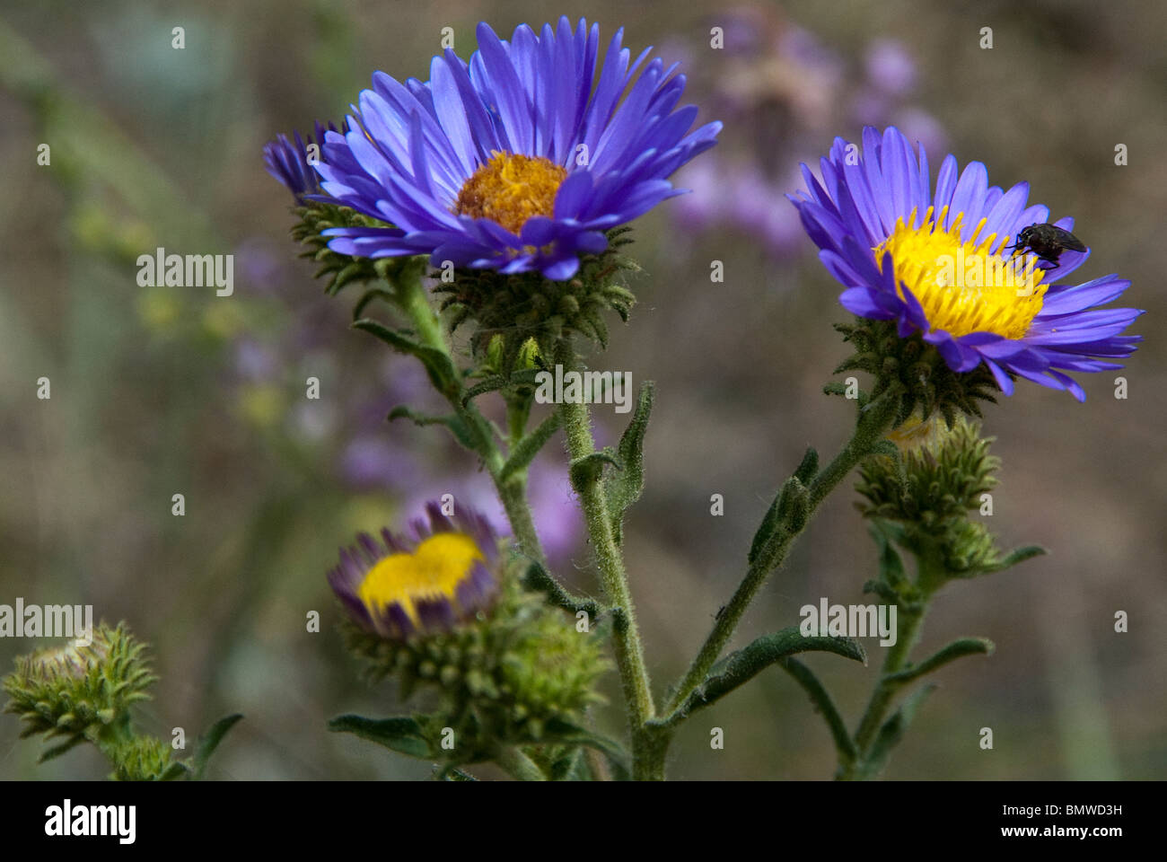 Tansy aster hi-res stock photography and images - Alamy