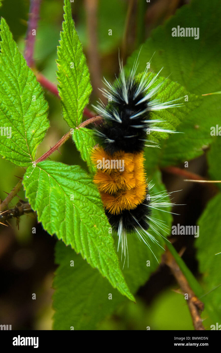 Spotted Tussock Moth Lophocampa maculata San Juan National Forest ...