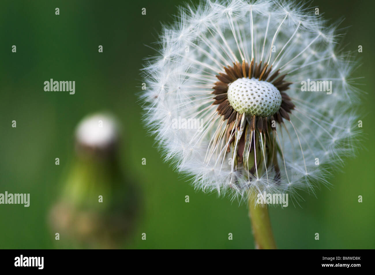Tooth seed hi-res stock photography and images - Alamy